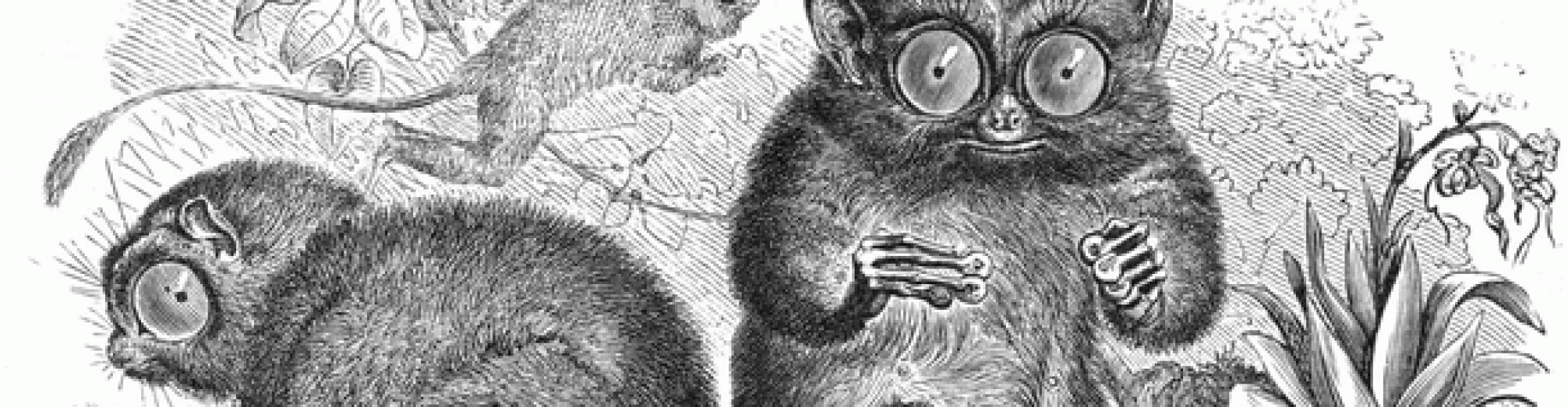 Anthropoid | a literary collective